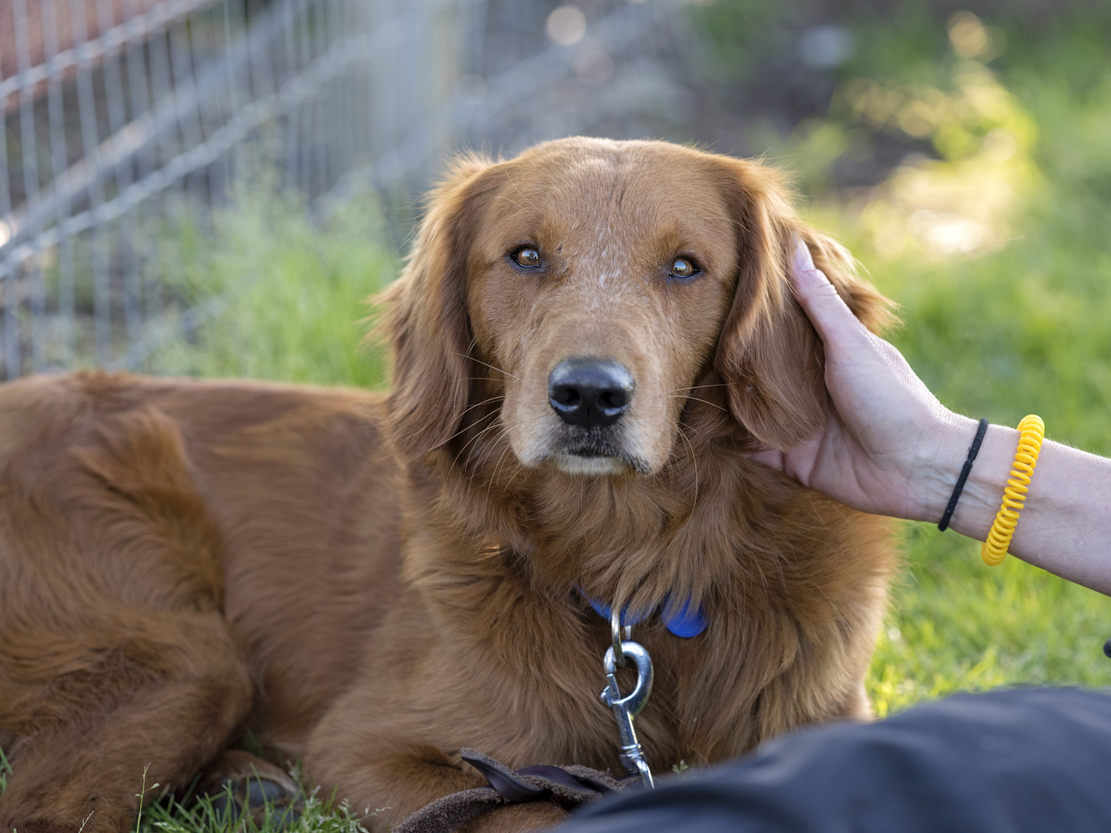 Montgomery (Monty Python) – ROB & DOG