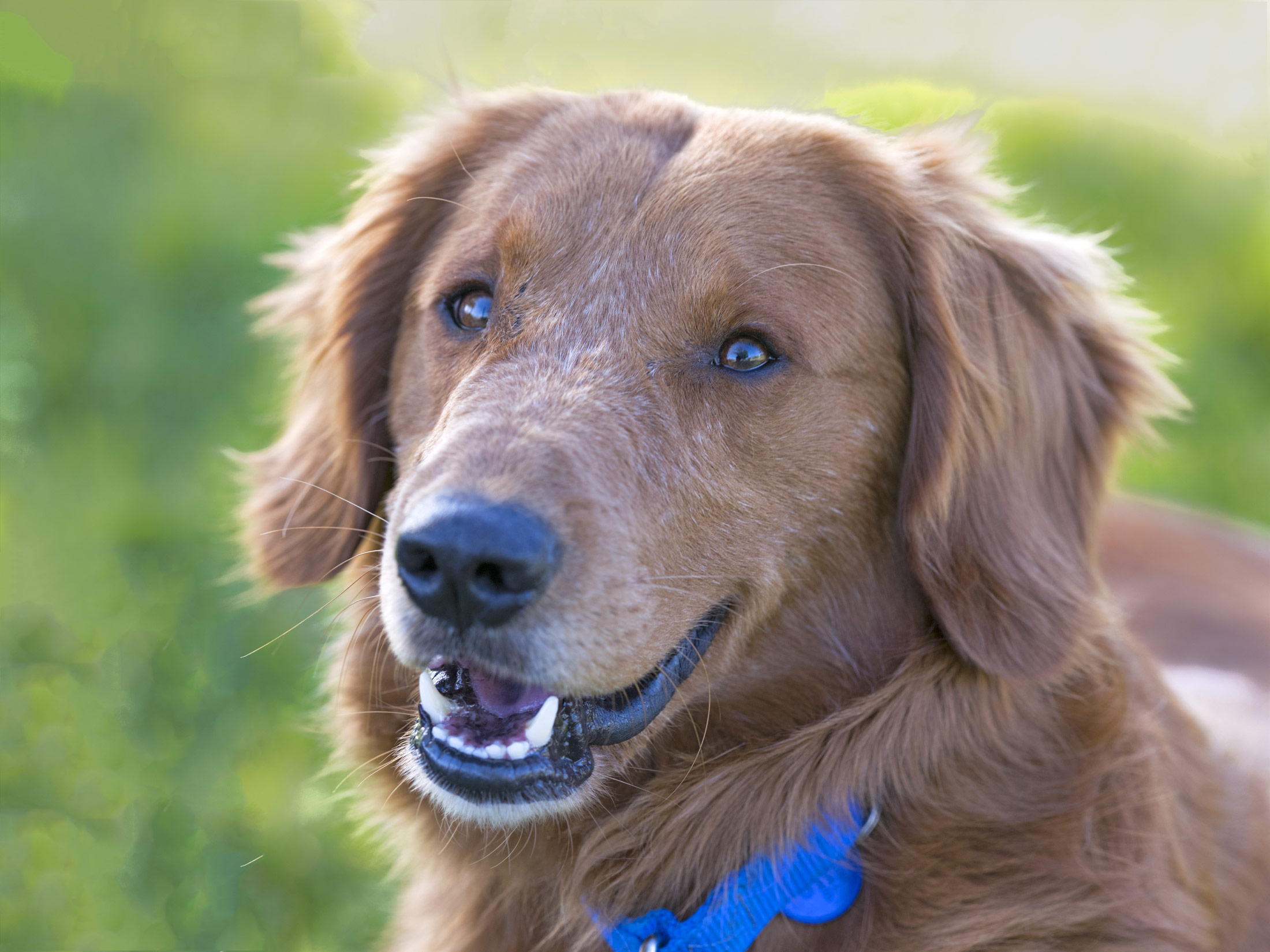 Montgomery (Monty Python) – ROB & DOG